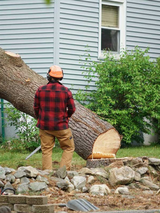 Canopy Tree Service | Springfield, MO | Tree Removal & Trimming